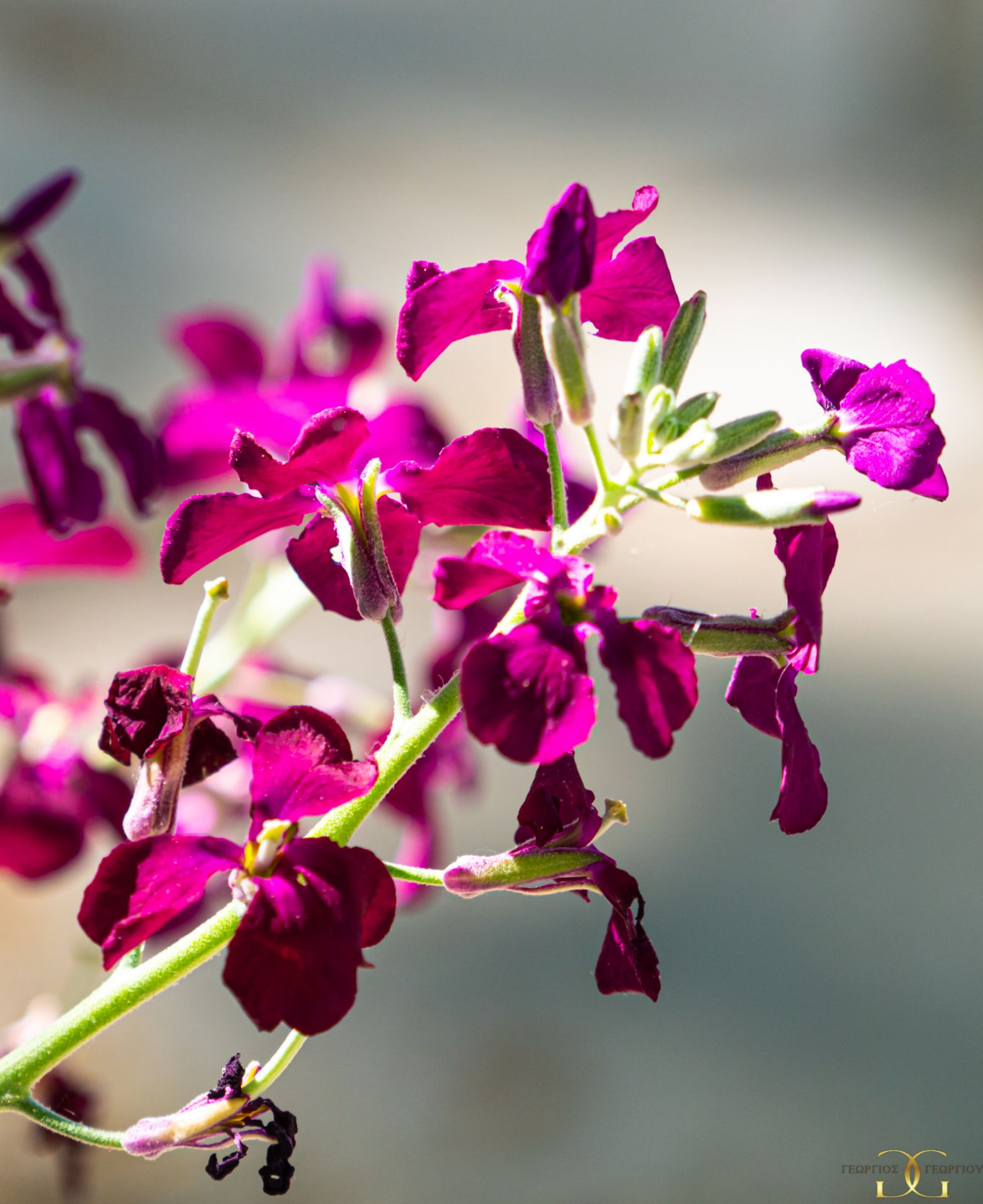 Georgiou Fine Art | purple violets
