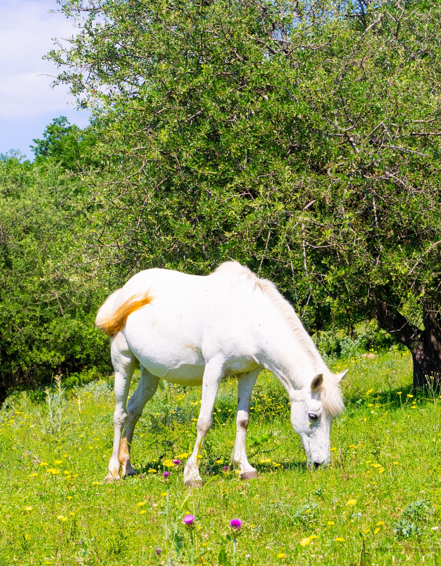 Georgiou Fine Art | The white steed